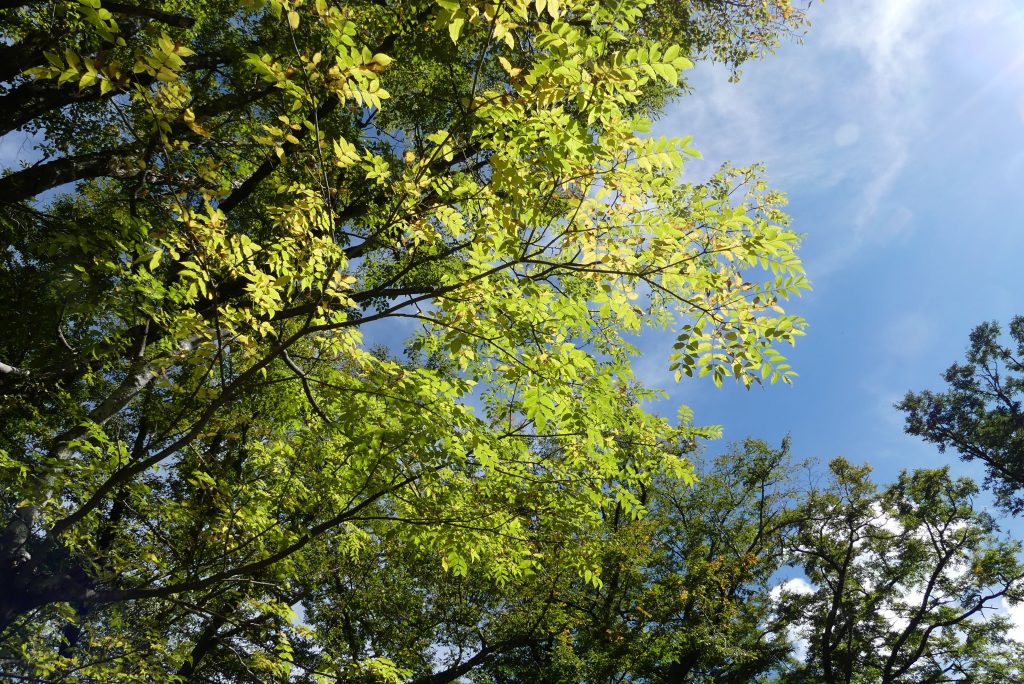 Autumn Almanac – Japan Alps Kamikochi Official Website