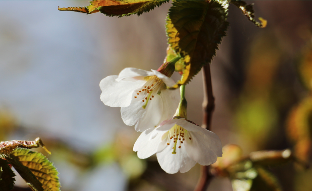 Spring Comes to the Northern Alps! – Japan Alps Kamikochi Official Website