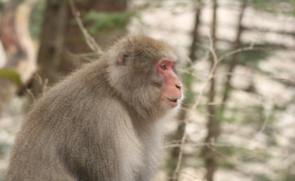 A Look Back at 2019 – Japan Alps Kamikochi Official Website