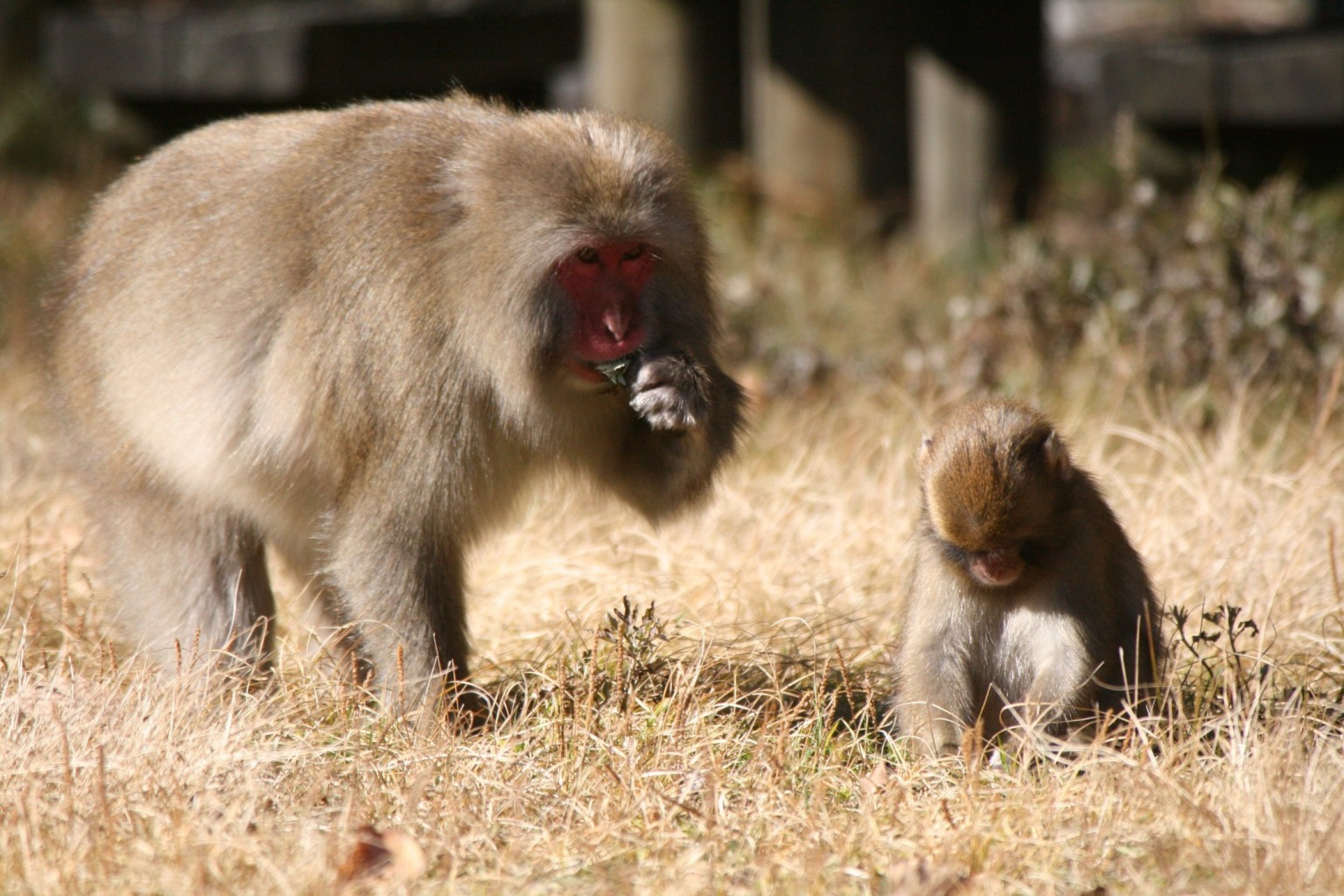 A Look Back at 2019 – Japan Alps Kamikochi Official Website
