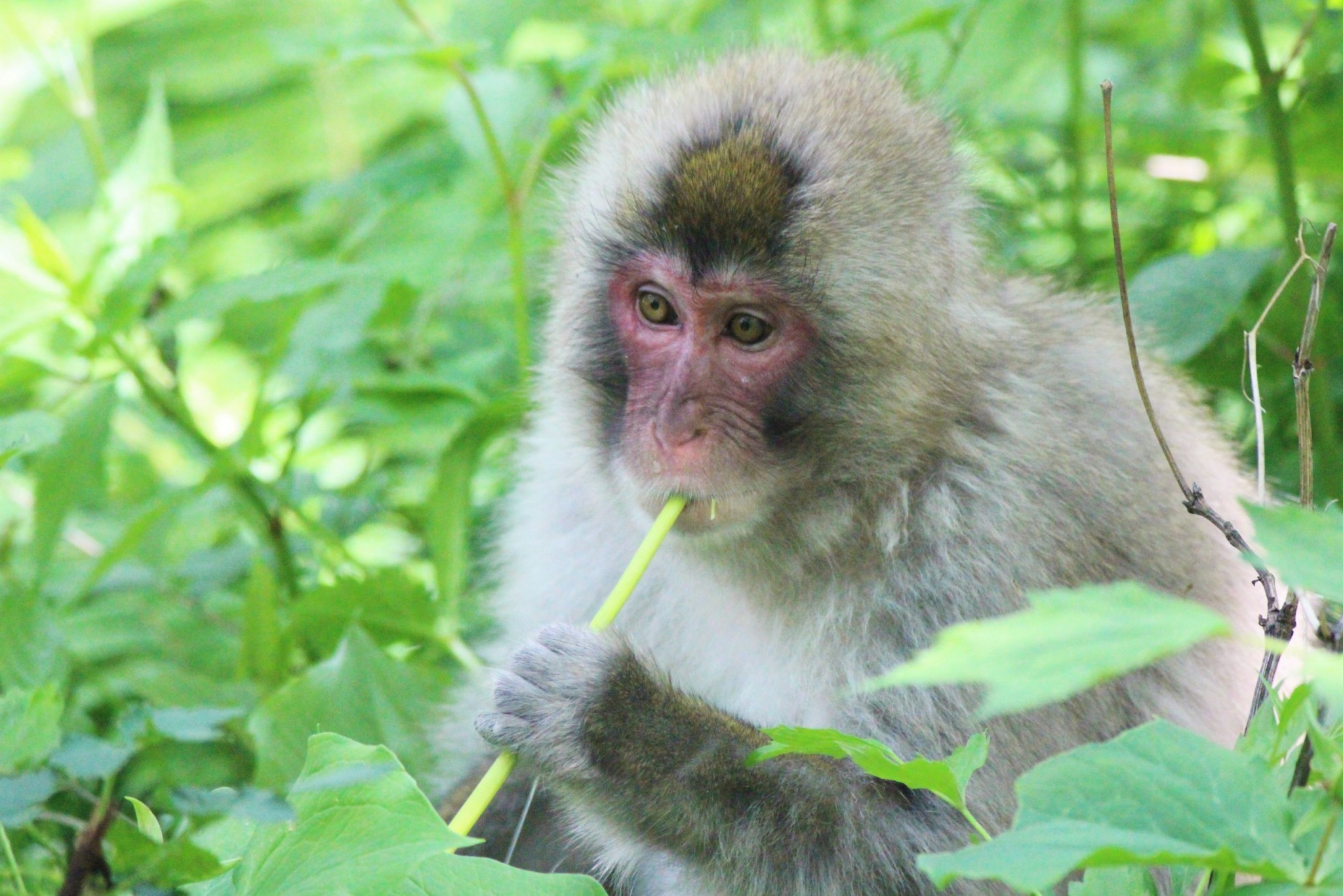 The Flowering of Early Summer – Kamikochi Official Website