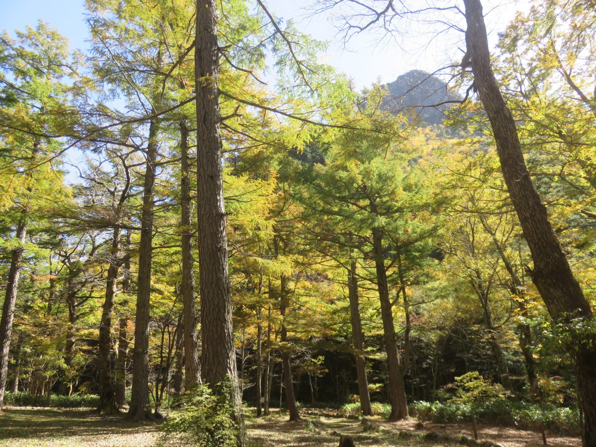 Autumn Colors Enter Peak Period – Kamikochi Official Website