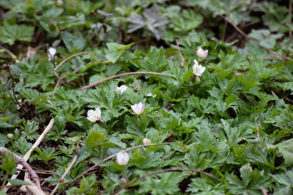 Spring Snow and Anemones – Kamikochi Official Website