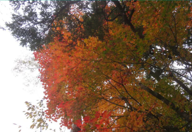 Fiery Red and Orange Maples Take Center Stage – Japan Alps Kamikochi ...