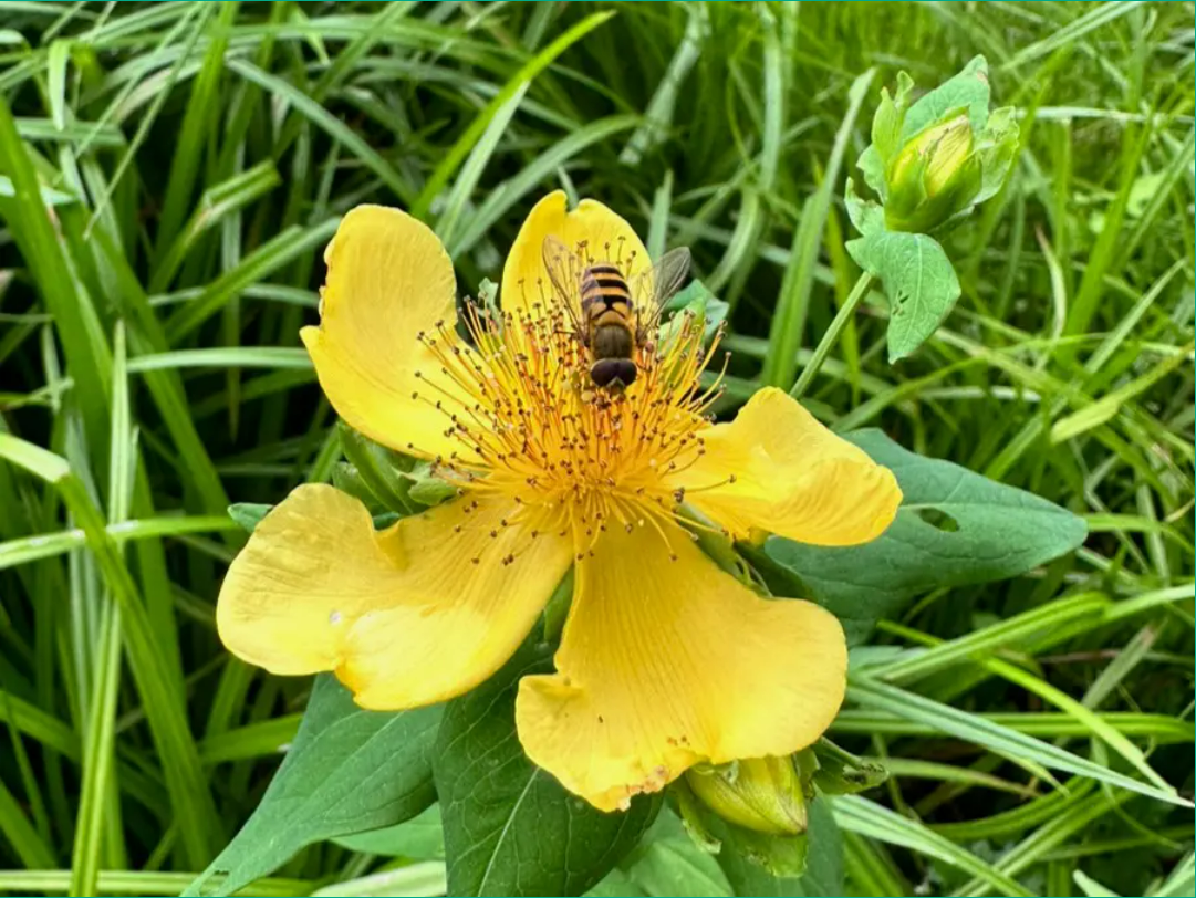 The Blossoming of Summer – Kamikochi Official Website